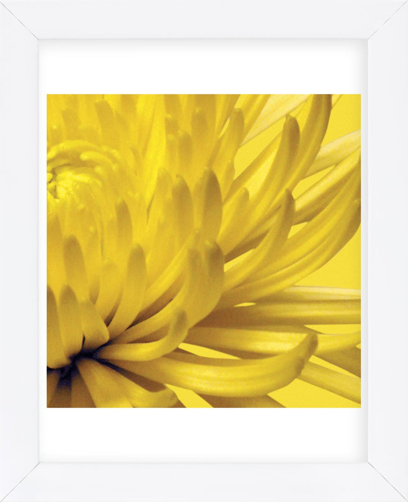 Yellow Mum 2 (Framed) | McGaw Graphics