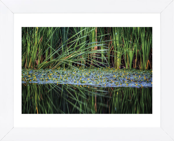 Splitting Reeds (Framed) | McGaw Graphics