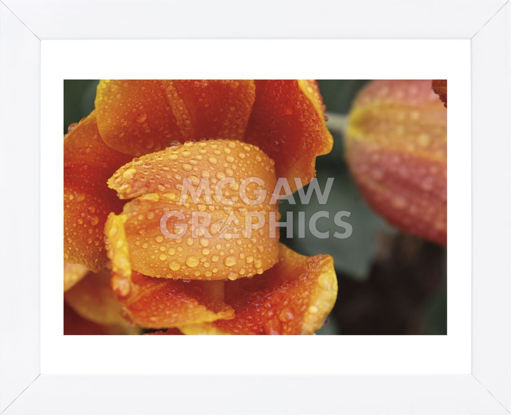 After the Rain 6820 (Framed) | McGaw Graphics