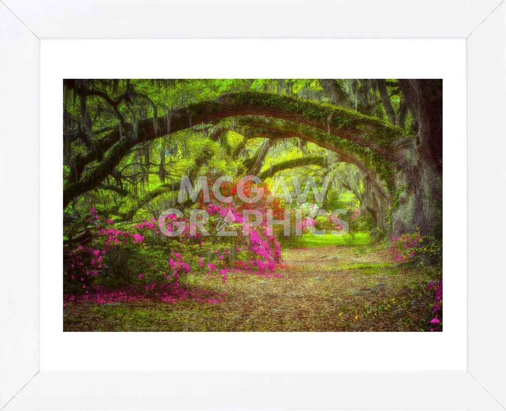 Magnolia Gardens (Framed) | McGaw Graphics