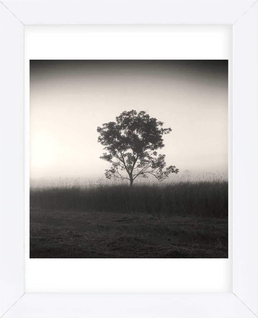 Tree, Study #3 (Framed) | McGaw Graphics