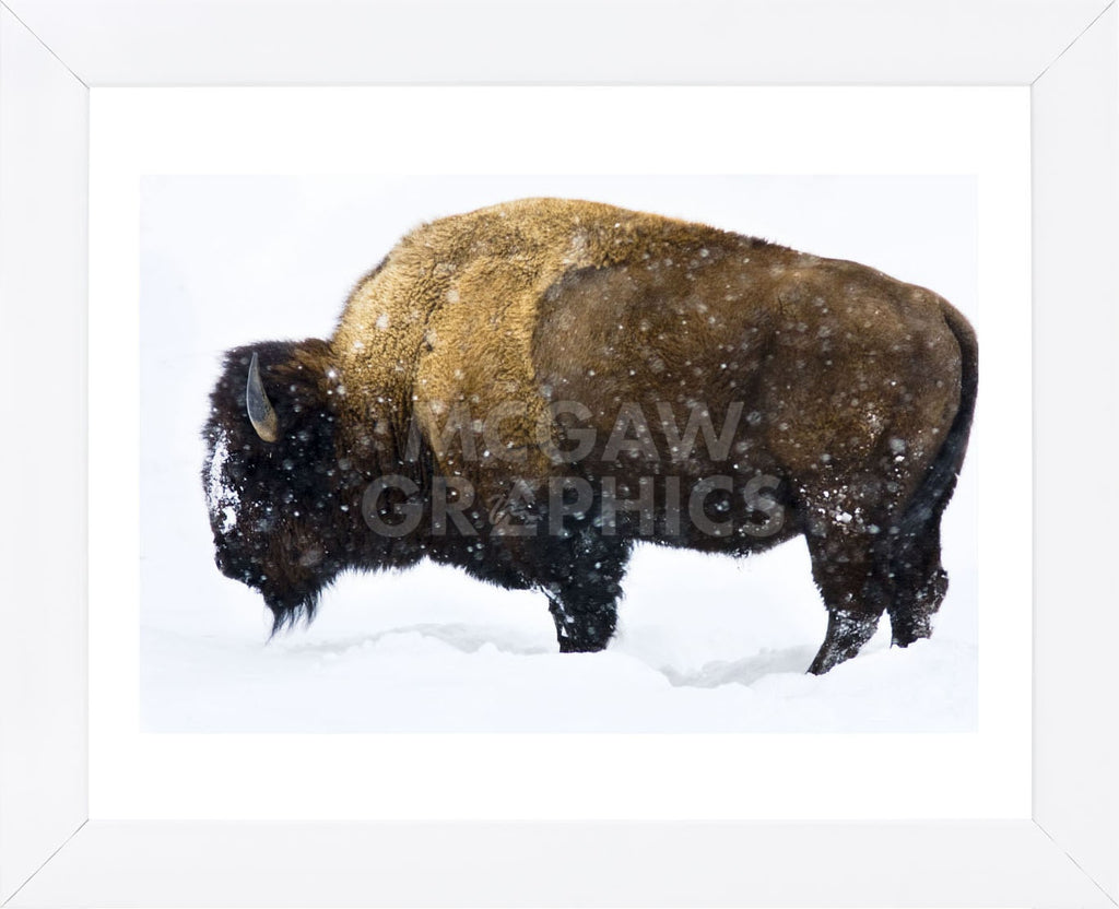 Winter Bison (Framed) | McGaw Graphics