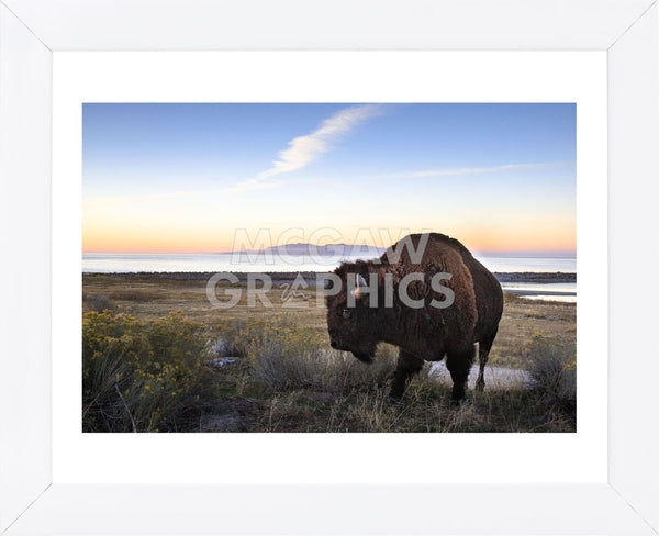 Utah Bison (Framed) | McGaw Graphics