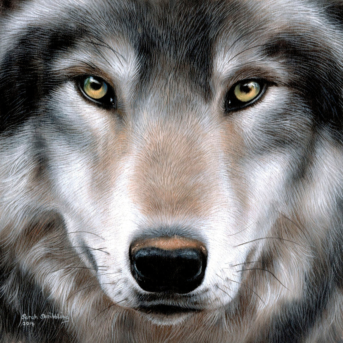 Grey Wolf Face Drawing