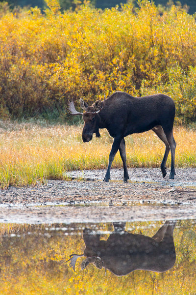 Fall Moose | McGaw Graphics