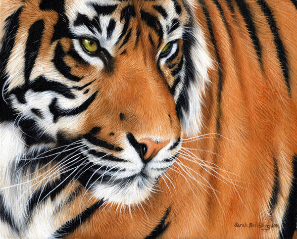 Tiger Crop | McGaw Graphics