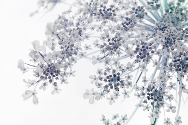 Blue Queen 2 | McGaw Graphics