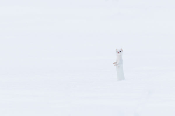 Ermine, Yellowstone National Park | McGaw Graphics