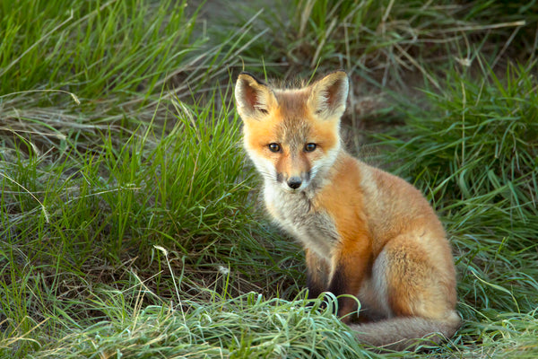 Sly Red Fox Kit, Central Montana | McGaw Graphics