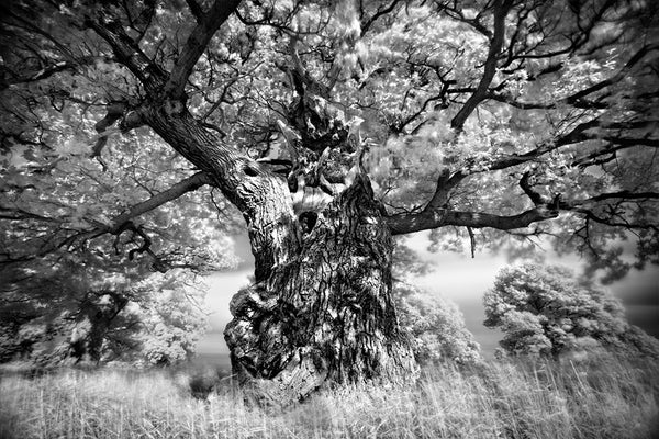 Portrait of a Tree, Study 1 | McGaw Graphics