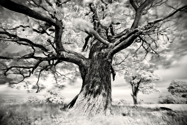 Portrait of a Tree, Study 2 | McGaw Graphics