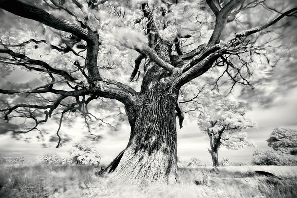 Portrait of a Tree, Study 2 | McGaw Graphics
