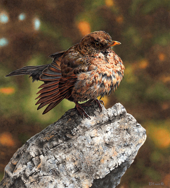 Blackbird | McGaw Graphics