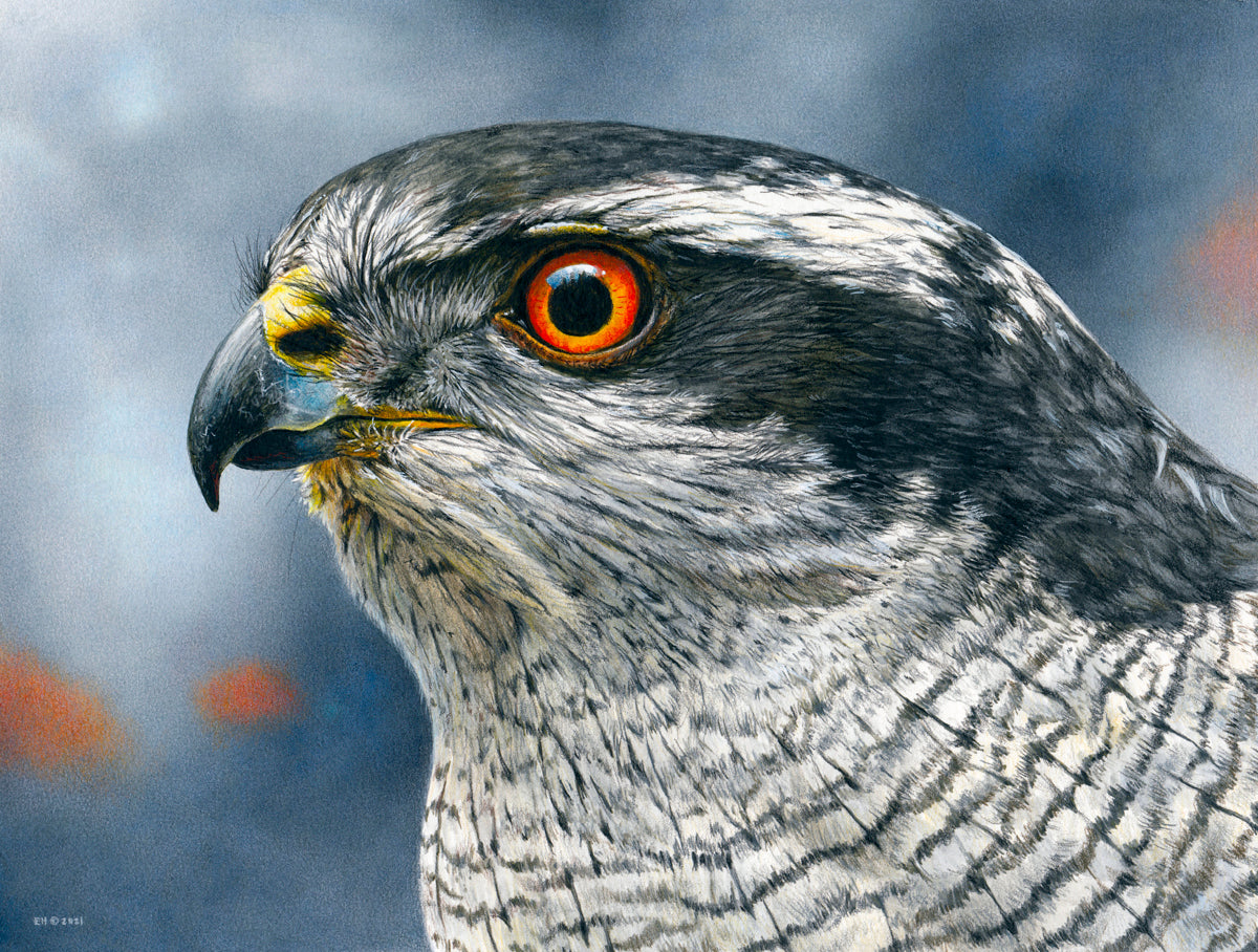 Northern Goshawk