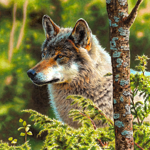 Grey Wolf | McGaw Graphics