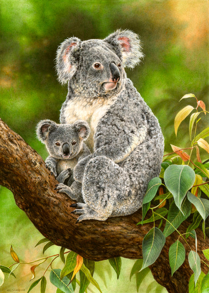Koala | McGaw Graphics