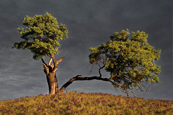 Split Oak | McGaw Graphics