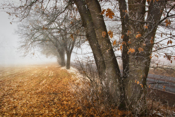 Fall to Winter | McGaw Graphics