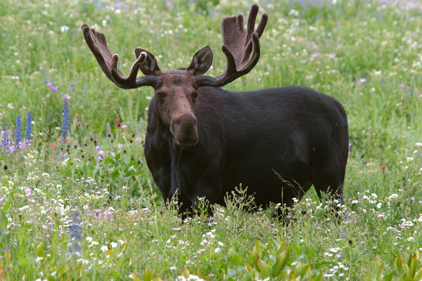 Meadow Moose | McGaw Graphics