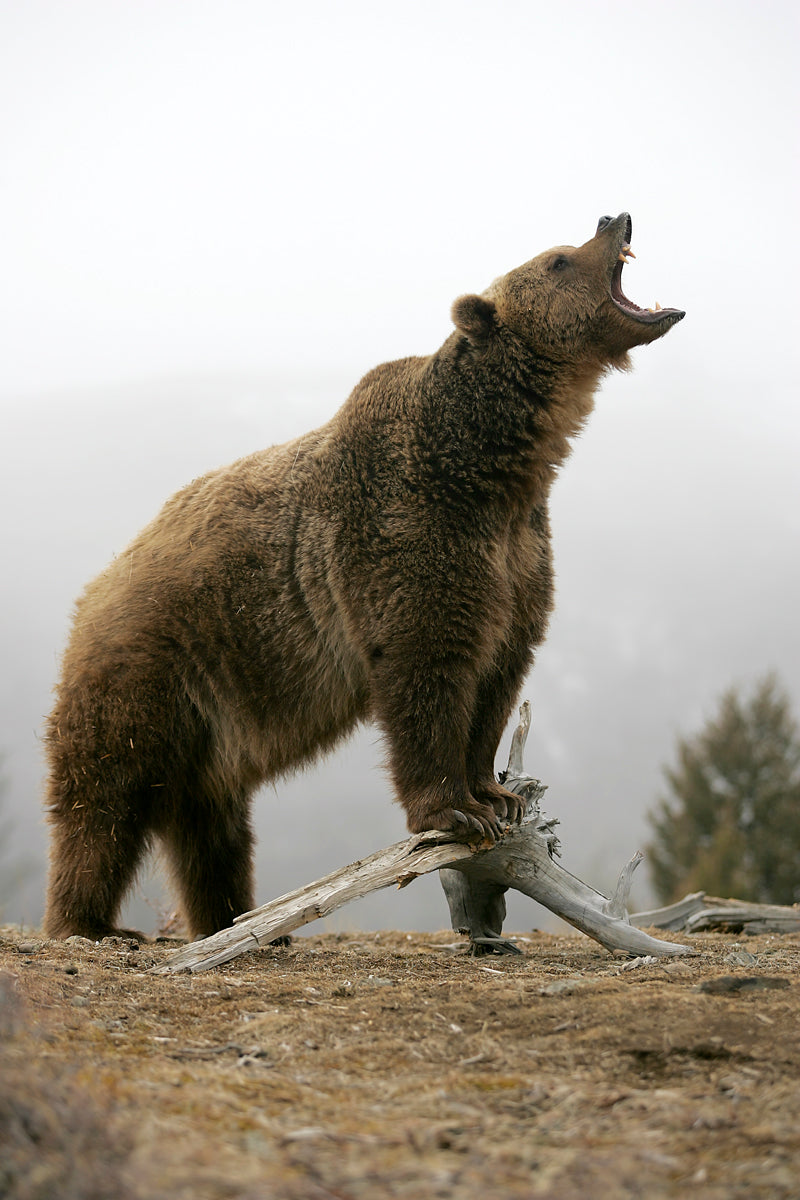 Bear Roaring Standing Short Faced Bear Roaring, Illustration Stock