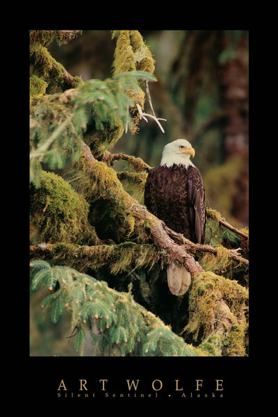 Silent Sentinel, Alaska | McGaw Graphics