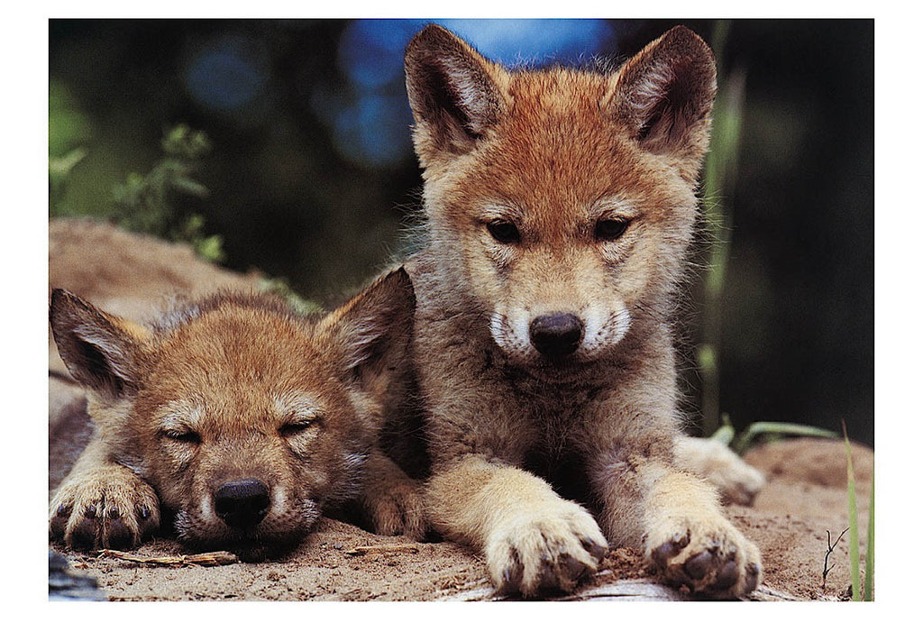 Spring Wolf Pups | McGaw Graphics